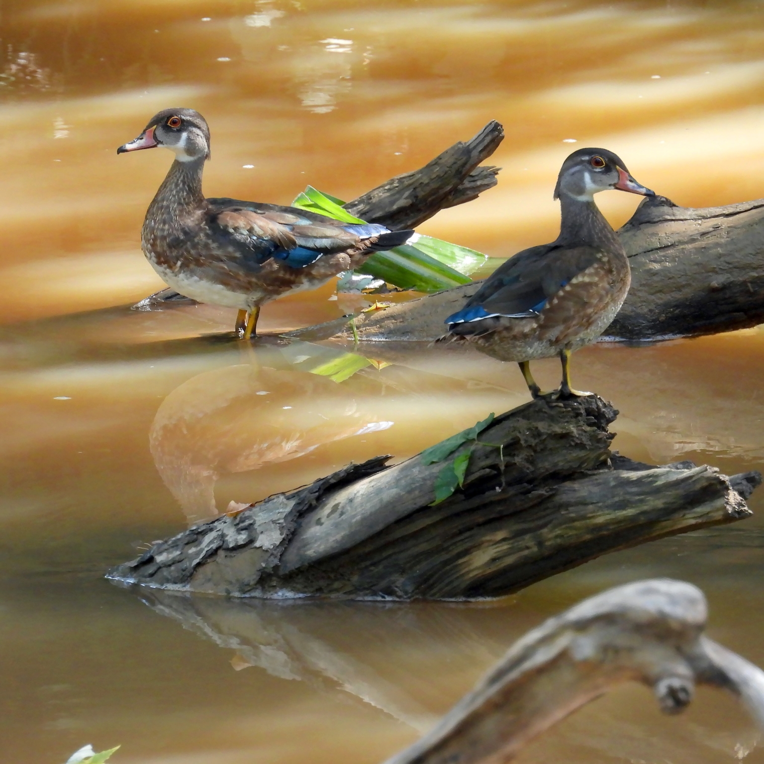 Ohio River Watershed – WV Rivers