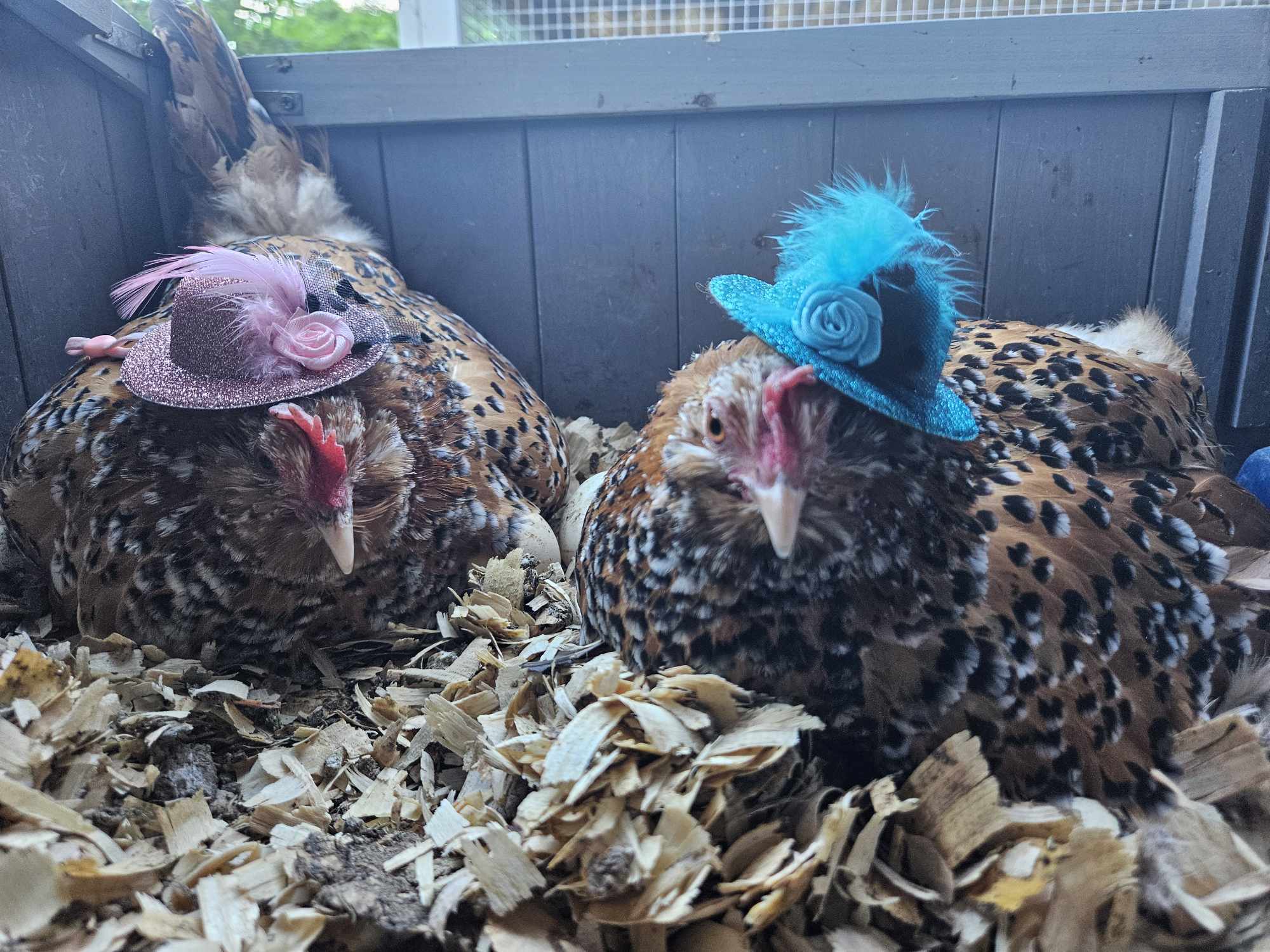 Happy West Virginia Day – WV Rivers