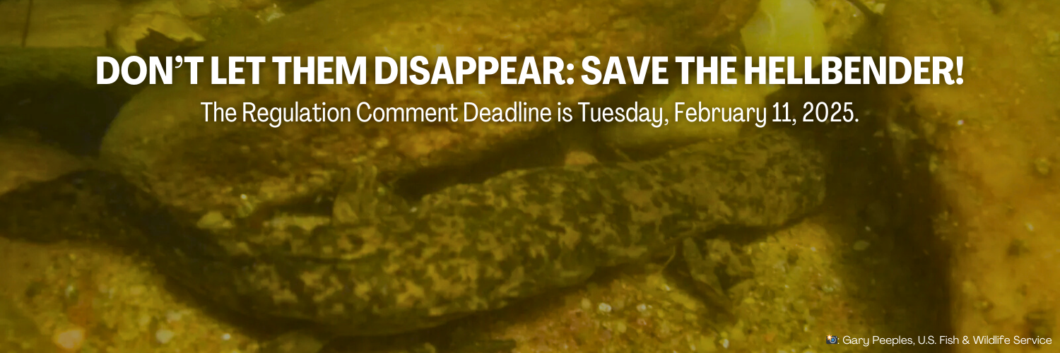 Help Save the Eastern Hellbender – WV Rivers